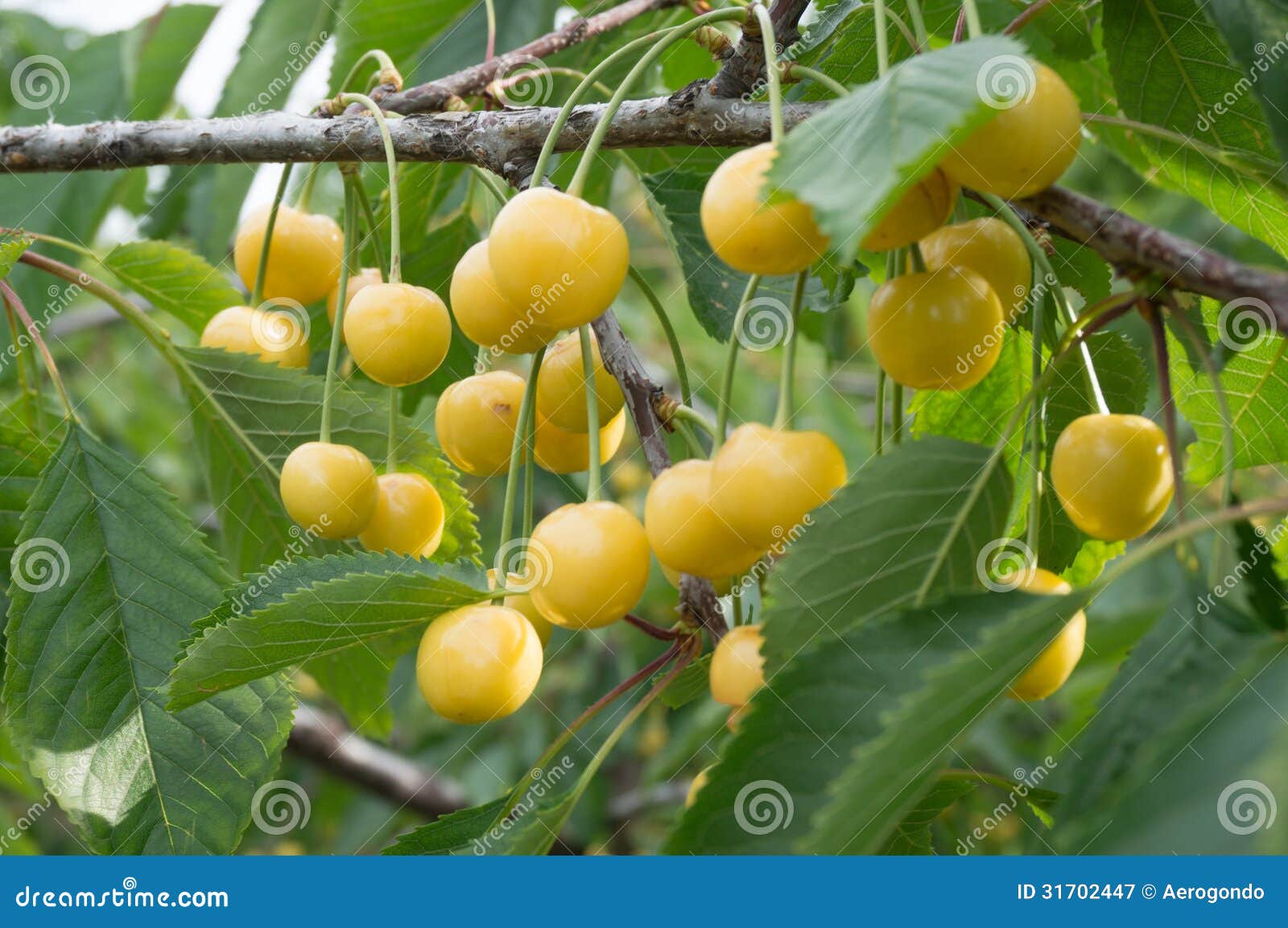 Yellow cherry tree stock image. Image of nature, closeup - 31702447