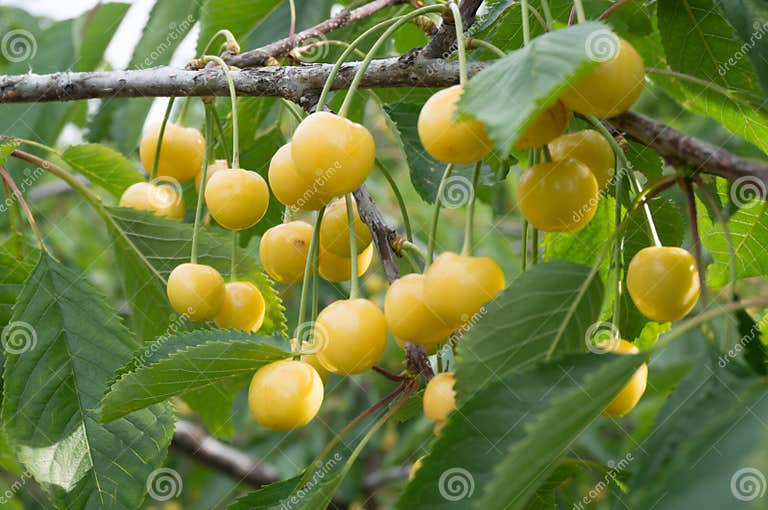 Yellow cherry tree stock image. Image of nature, closeup - 31702447