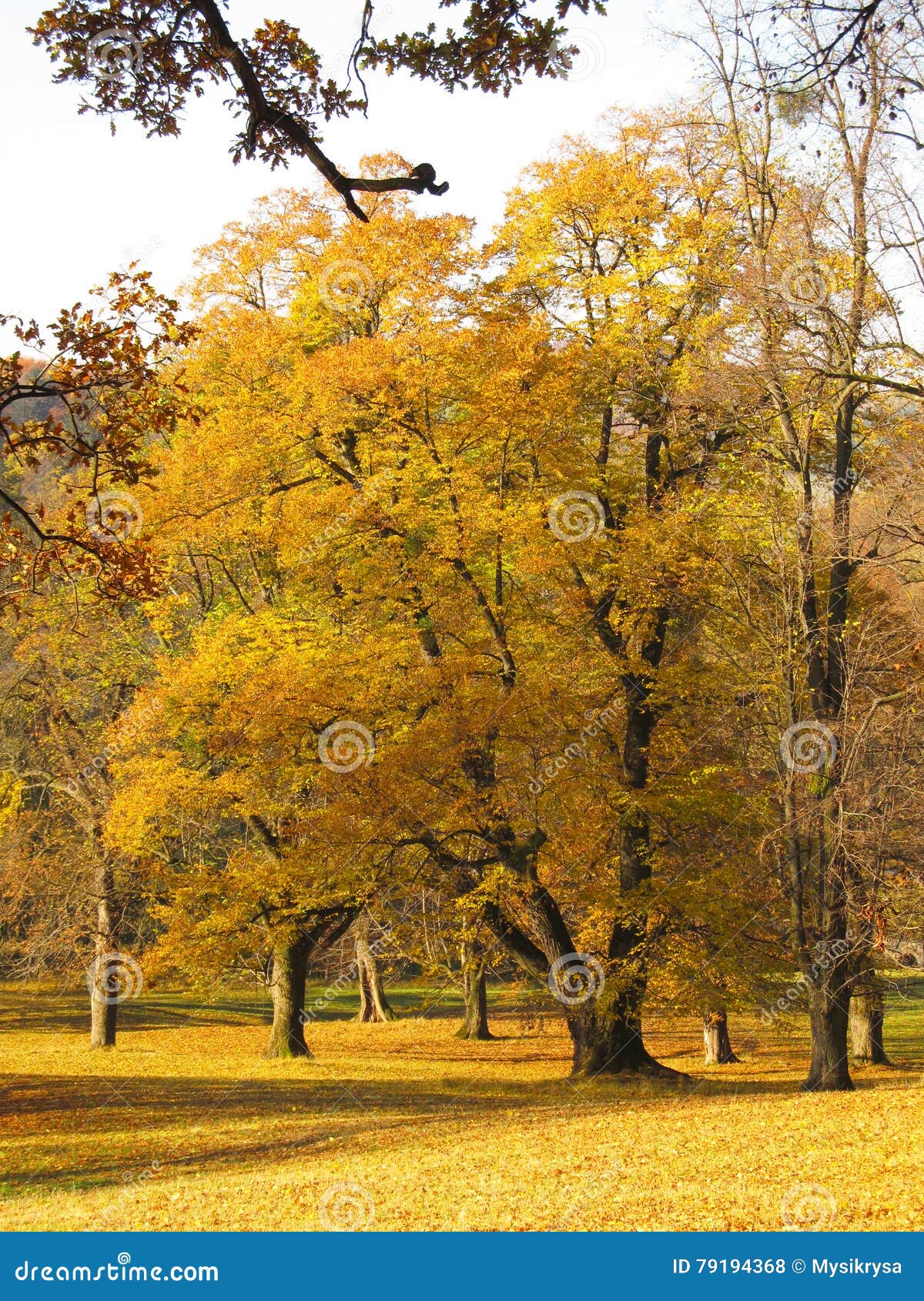 Yellow chestnut tree stock photo. Image of outdoor, vegetation - 79194368