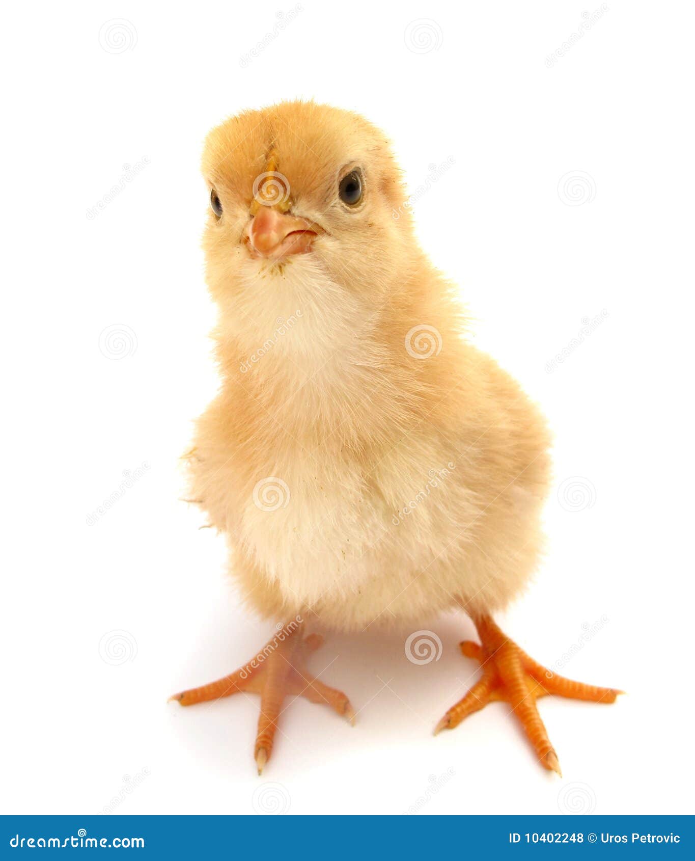Yellow chick stock photo. Image of peeping, wing, chicken - 10402248