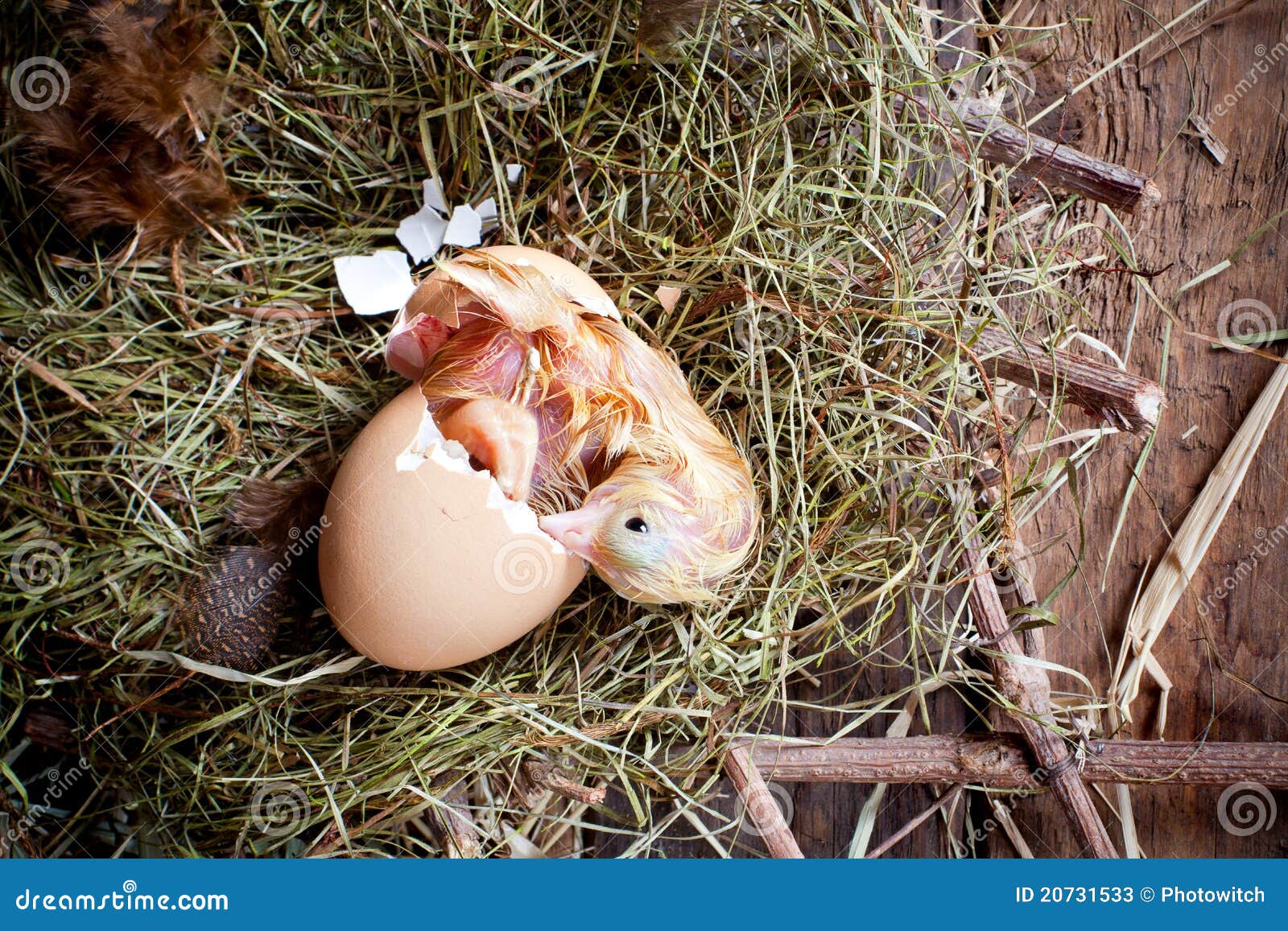 Yellow chick birth stock image. Image of chick, little - 20731533
