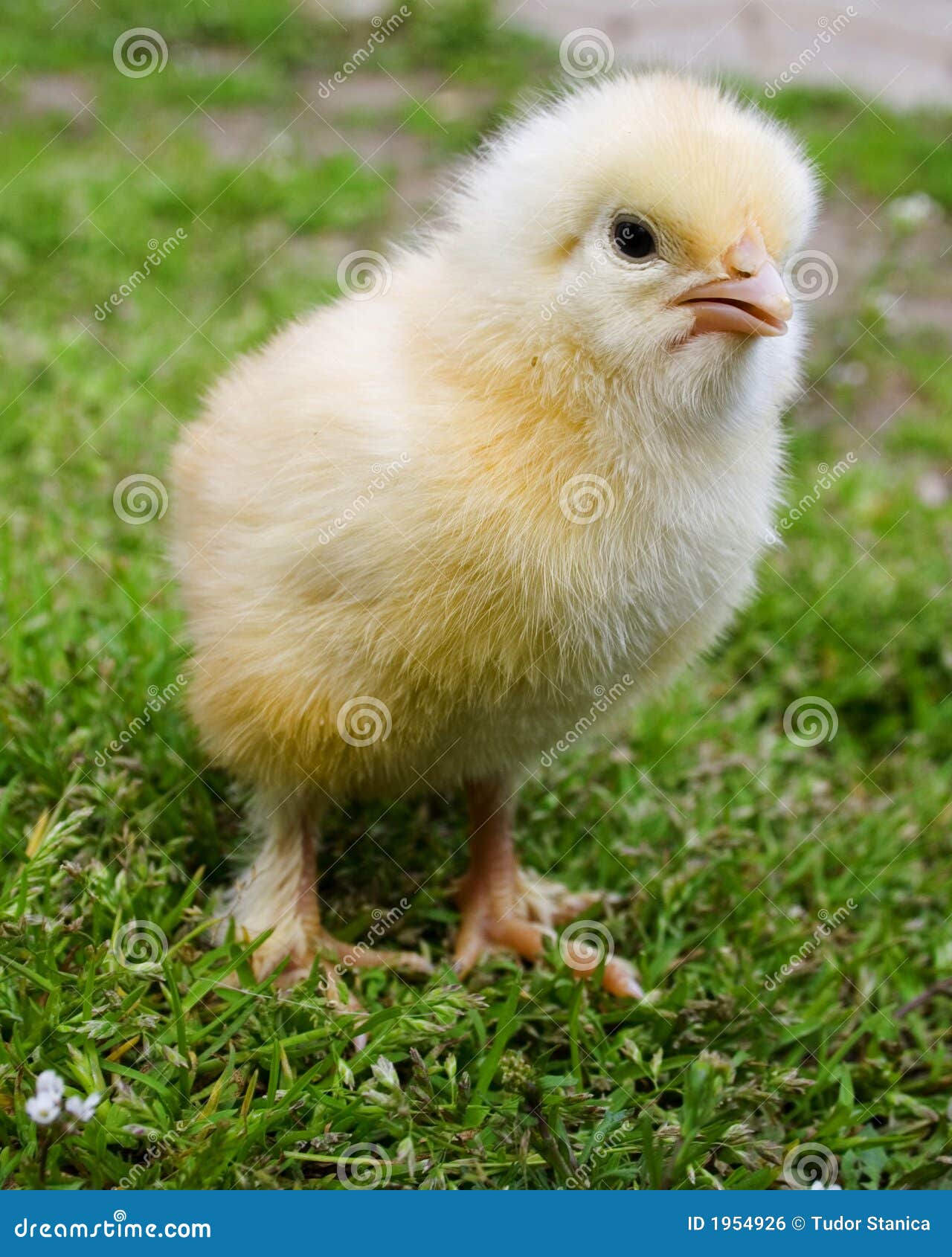 Yellow Chick on Green Grass Close-up I Stock Photo - Image of domestic ...