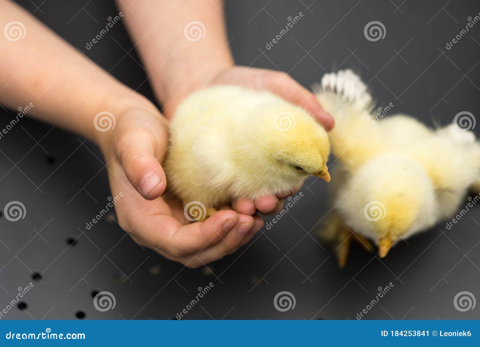 Yellow Chick in Hands of a Boy on a Table Stock Image - Image of animal ...