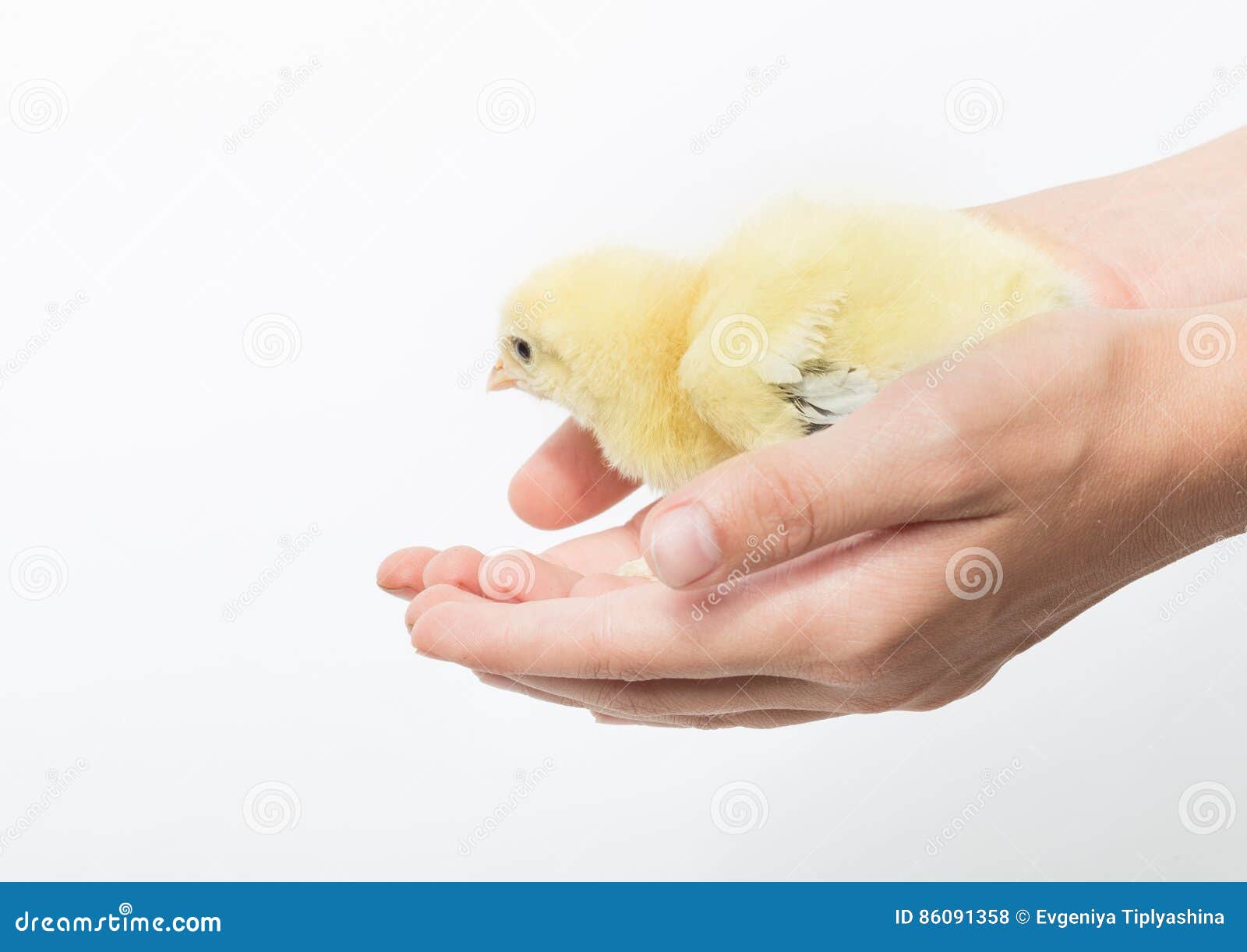 Chick In Human Hands Stock Photography | CartoonDealer.com #78908366