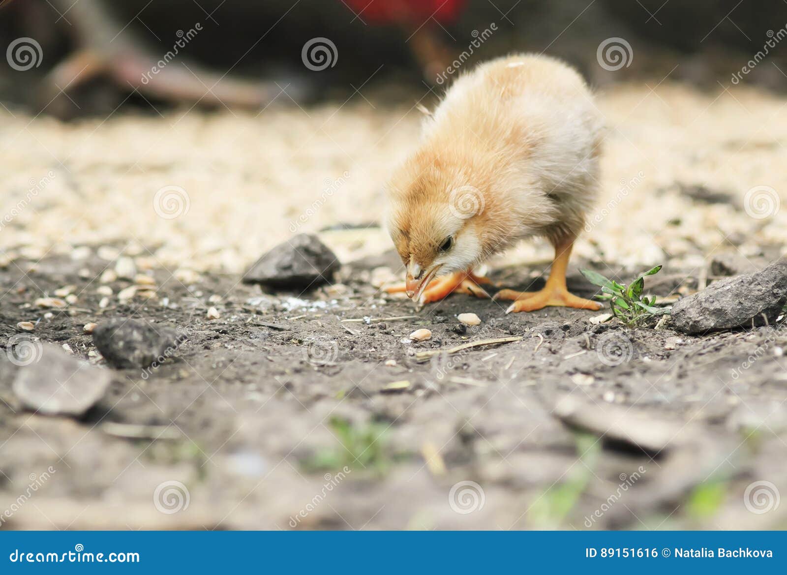 Yellow Chick Pecks the Grain in the Yard Stock Photo - Image of fluffy ...