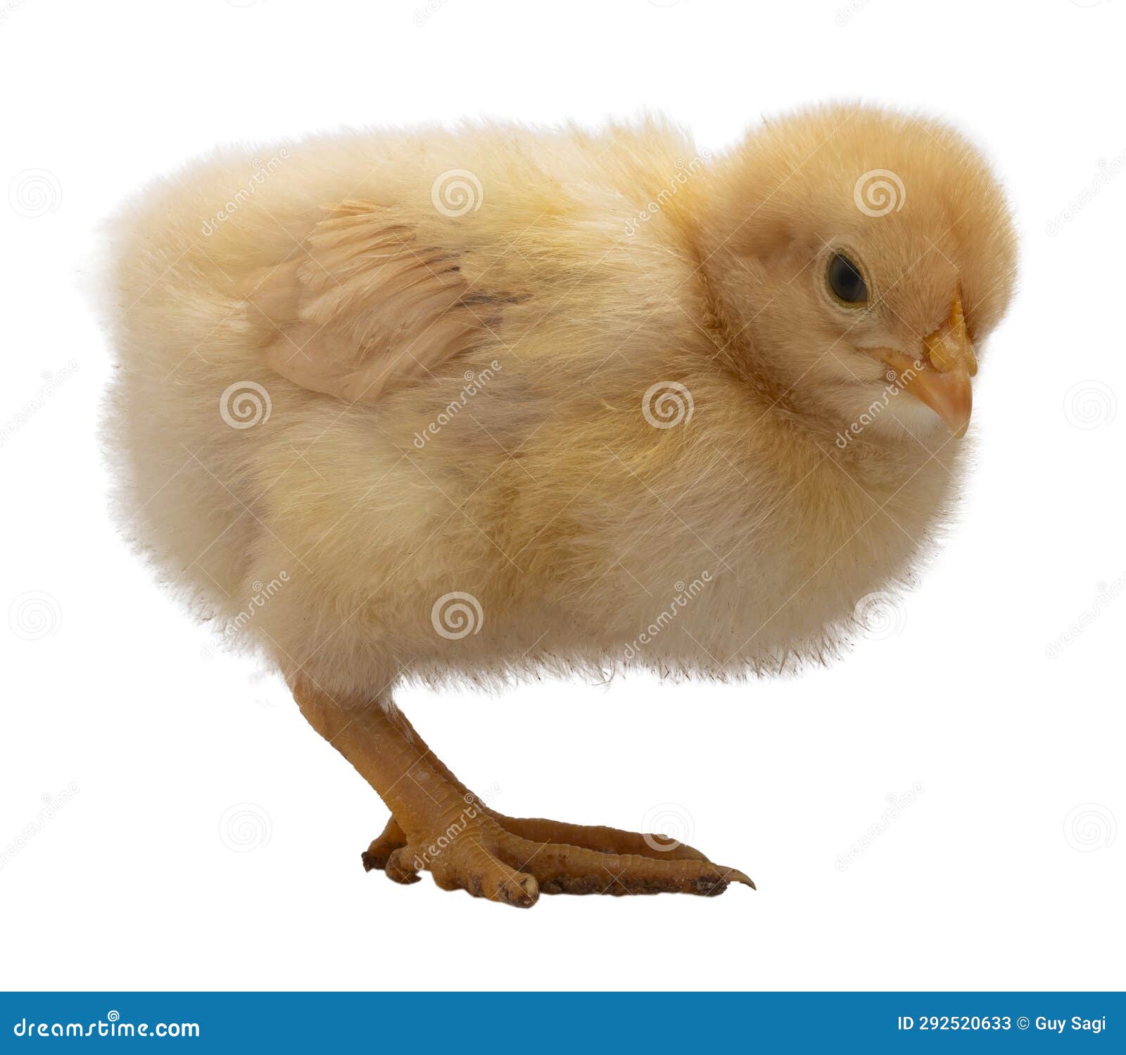 Yellow Chick that S Squatting Stock Image - Image of agriculture, soft ...