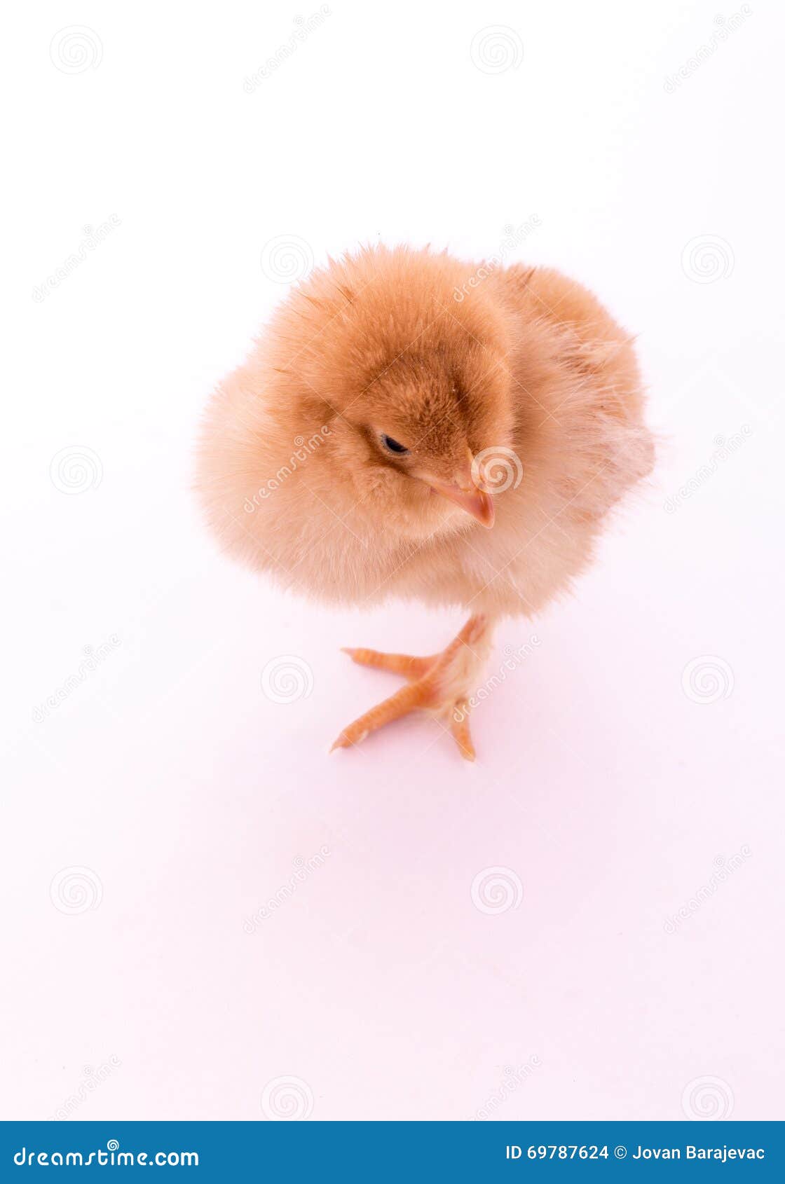 Yellow Chick, Top Angle View Stock Photo - Image of life, fluffy: 69787624