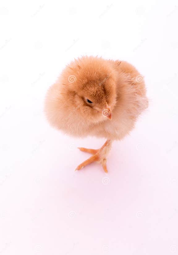 Yellow Chick, Top Angle View Stock Photo - Image of life, fluffy: 69787624