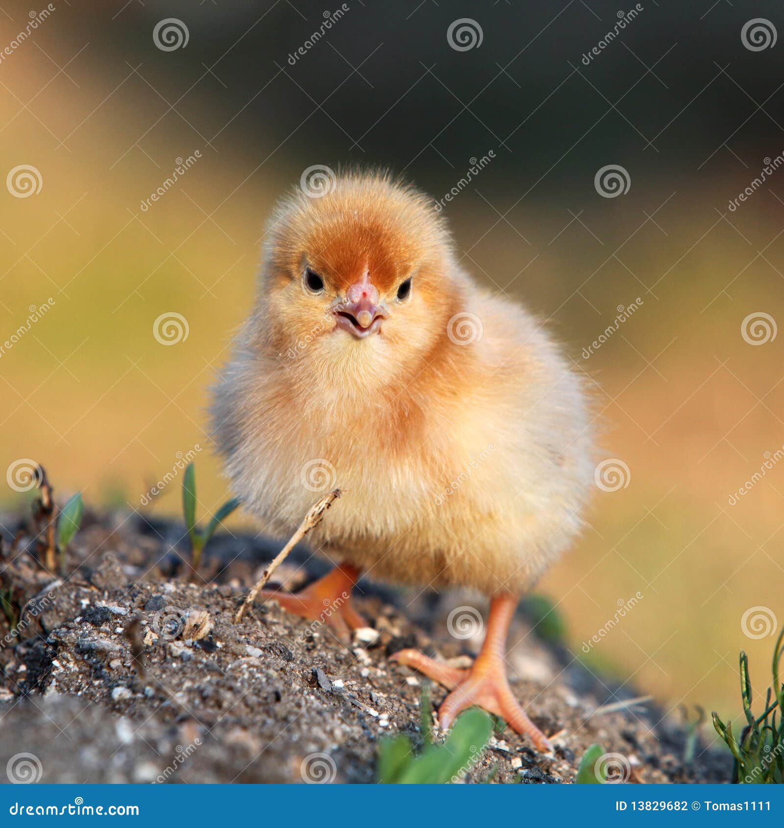 Yellow Chicken Hatching From Egg Royalty-Free Stock Photography ...