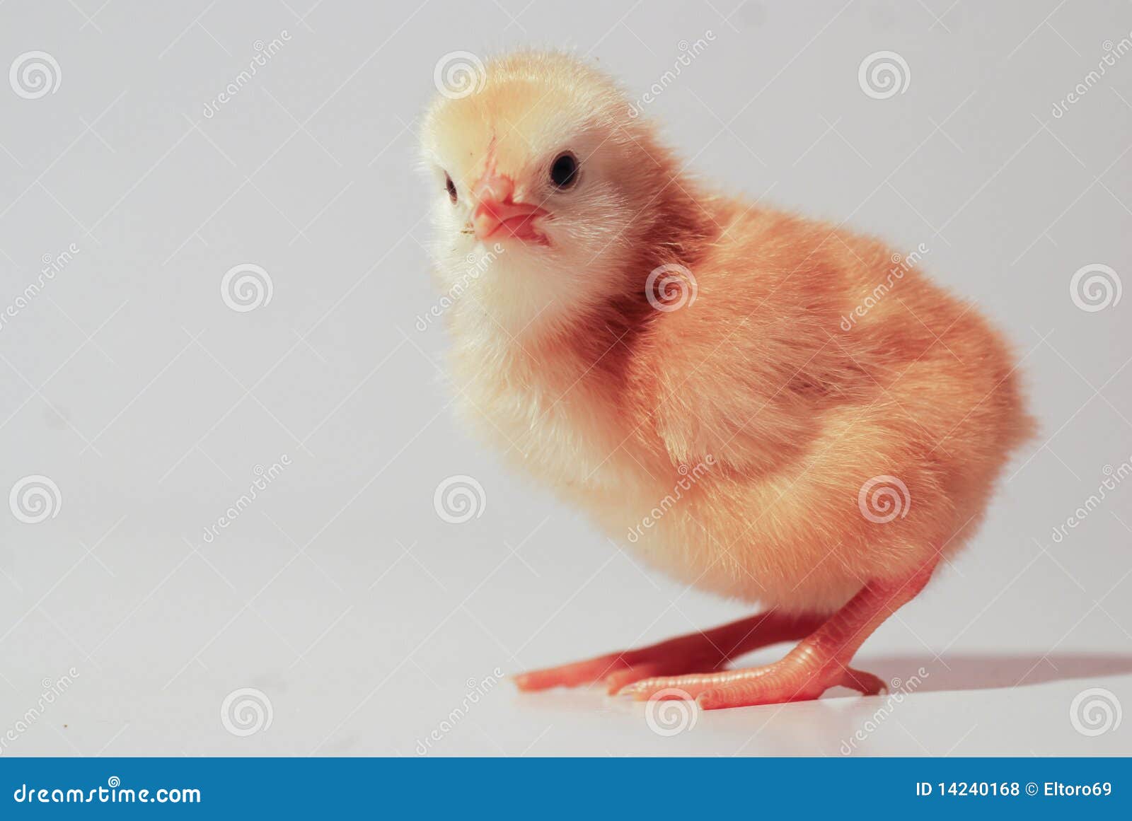 Yellow chicken stock photo. Image of farm, garden, domestic - 14240168