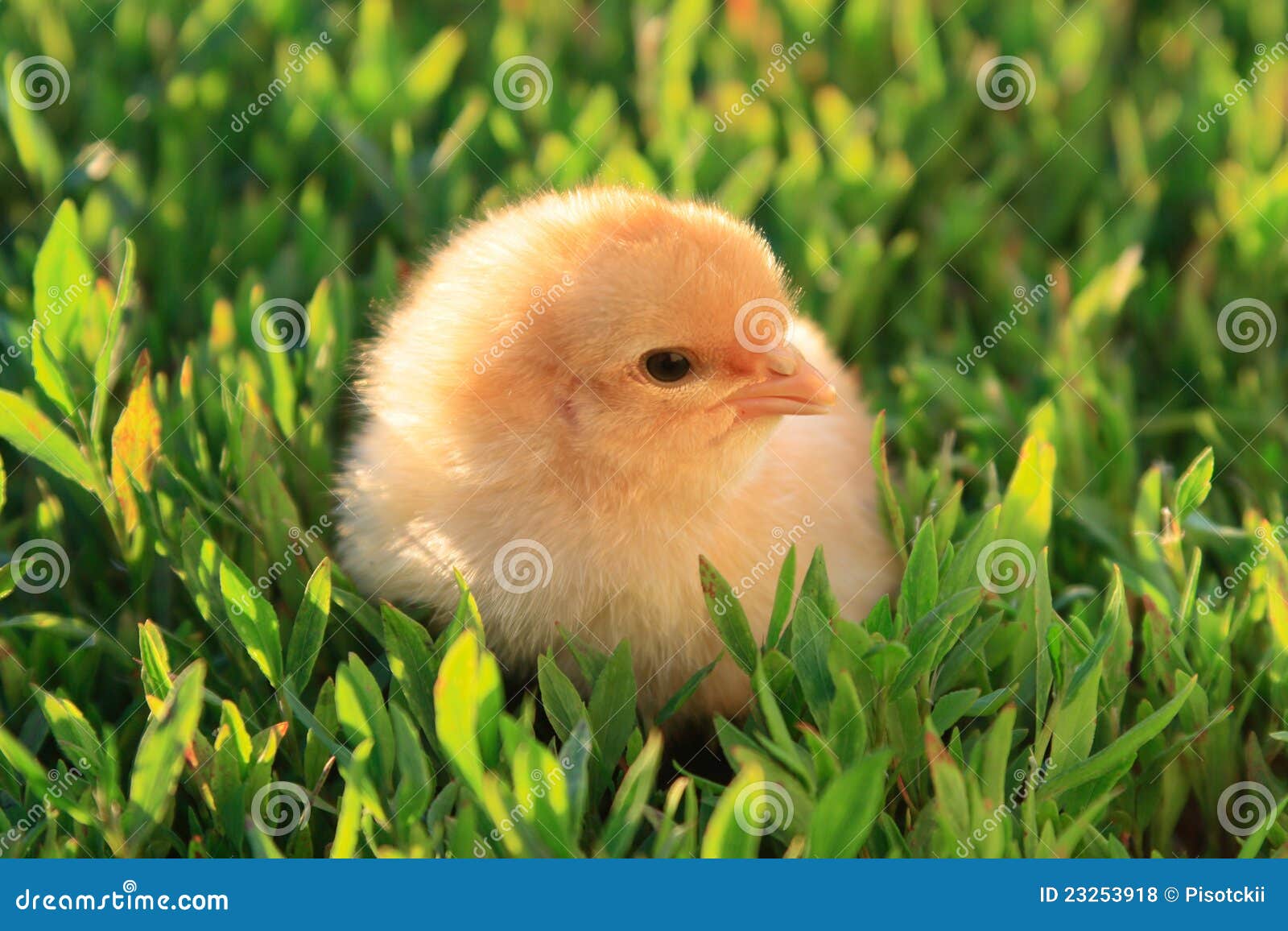 Yellow chicken stock photo. Image of small, warmly, close - 23253918