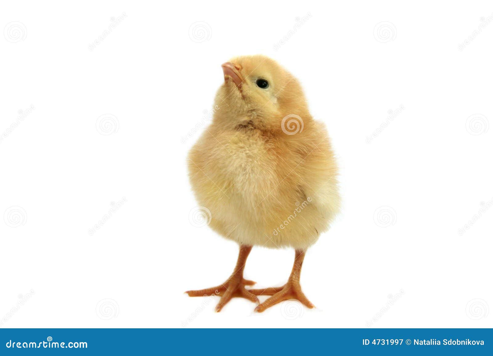 Yellow chicken stock image. Image of isolated, growth - 4731997