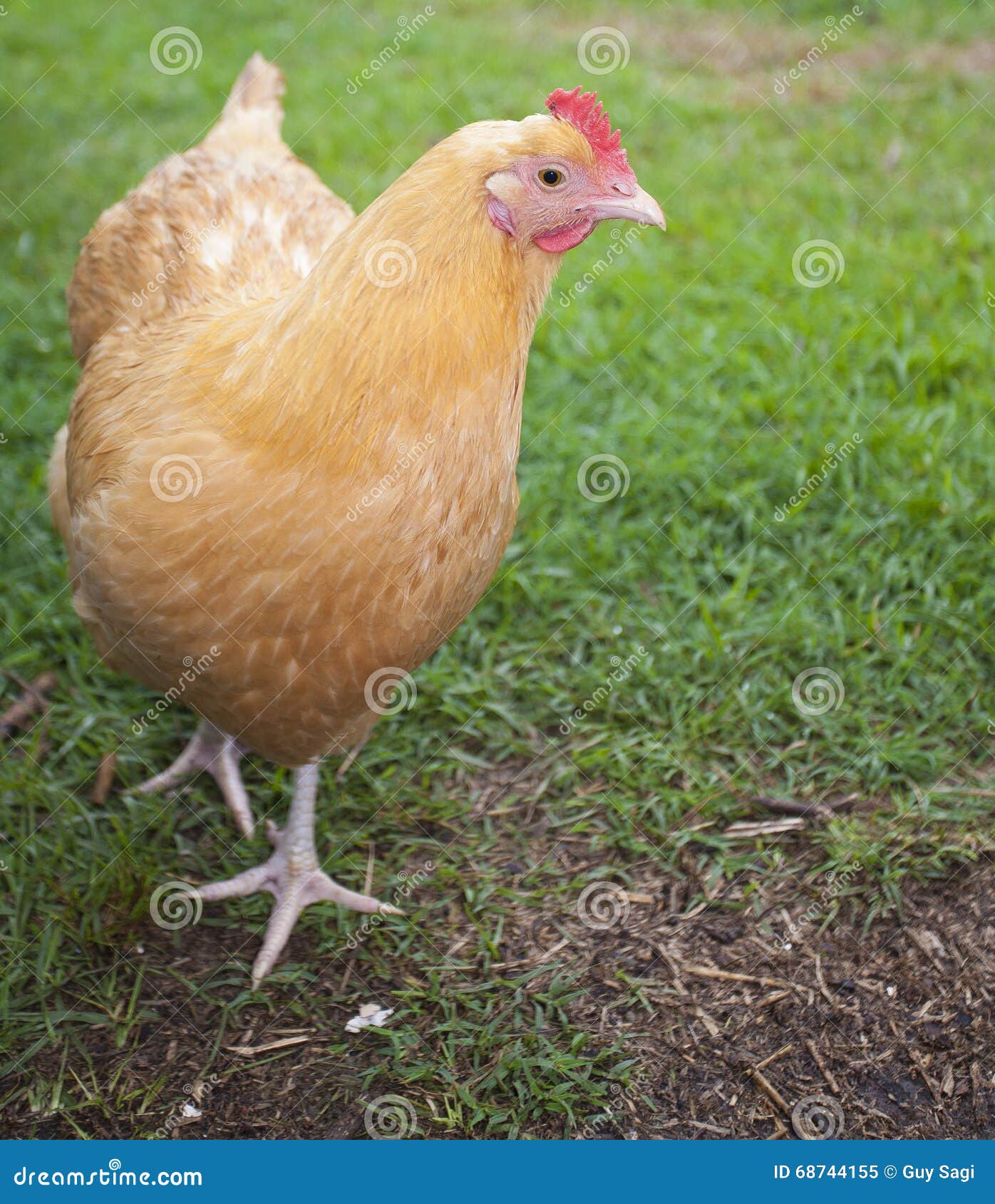 Yellow chicken stock image. Image of feathers, farm, beak - 68744155