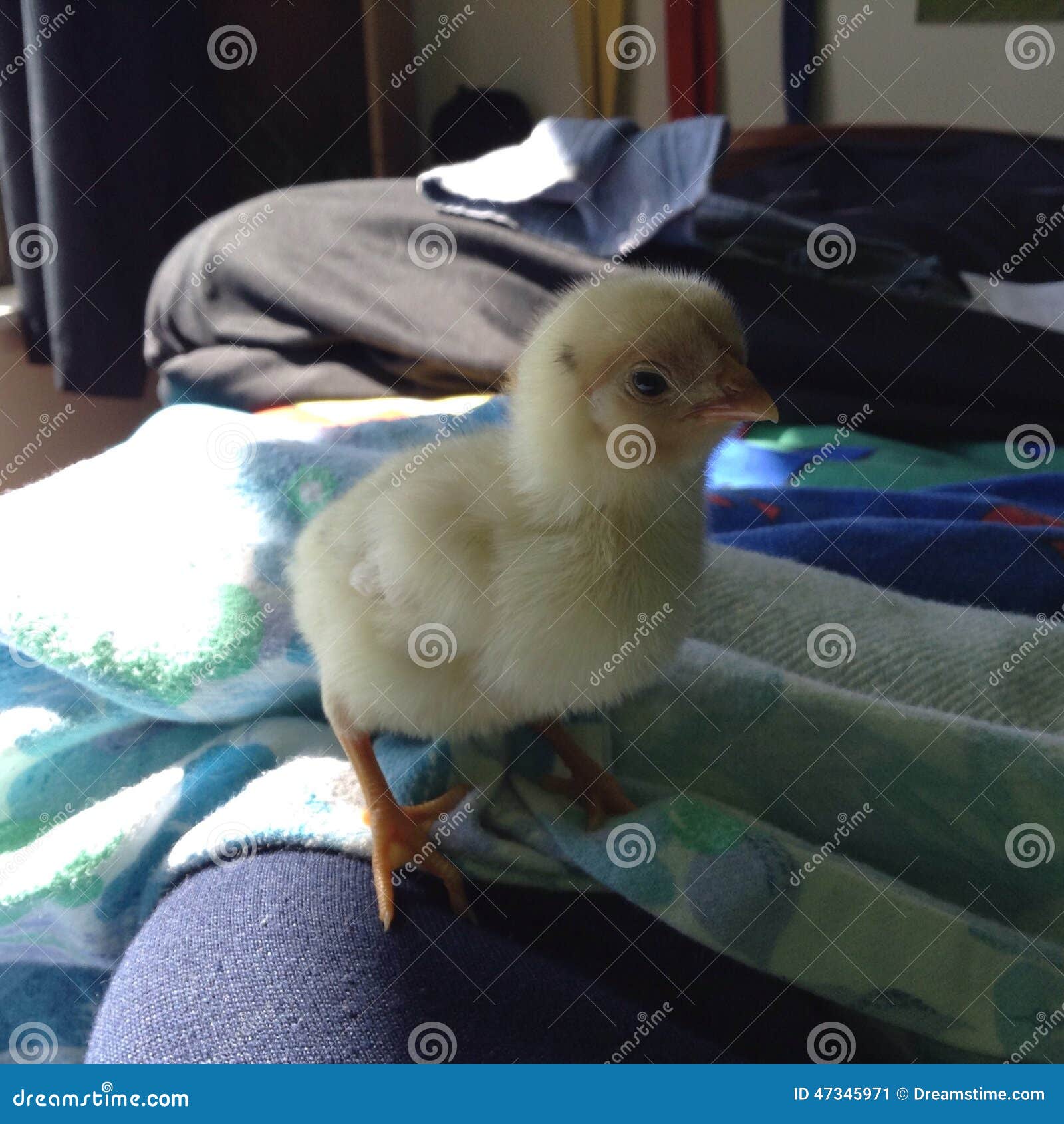 Yellow Chicken stock image. Image of chicken, baby, yellow - 47345971