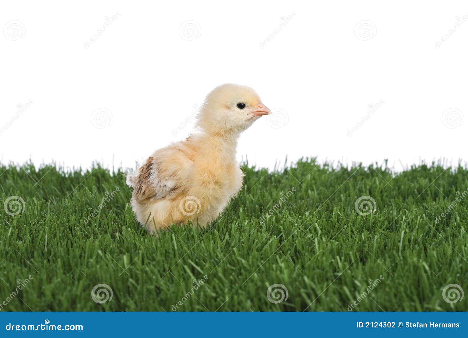Yellow Chicken Hatching From Egg Royalty-Free Stock Photography ...