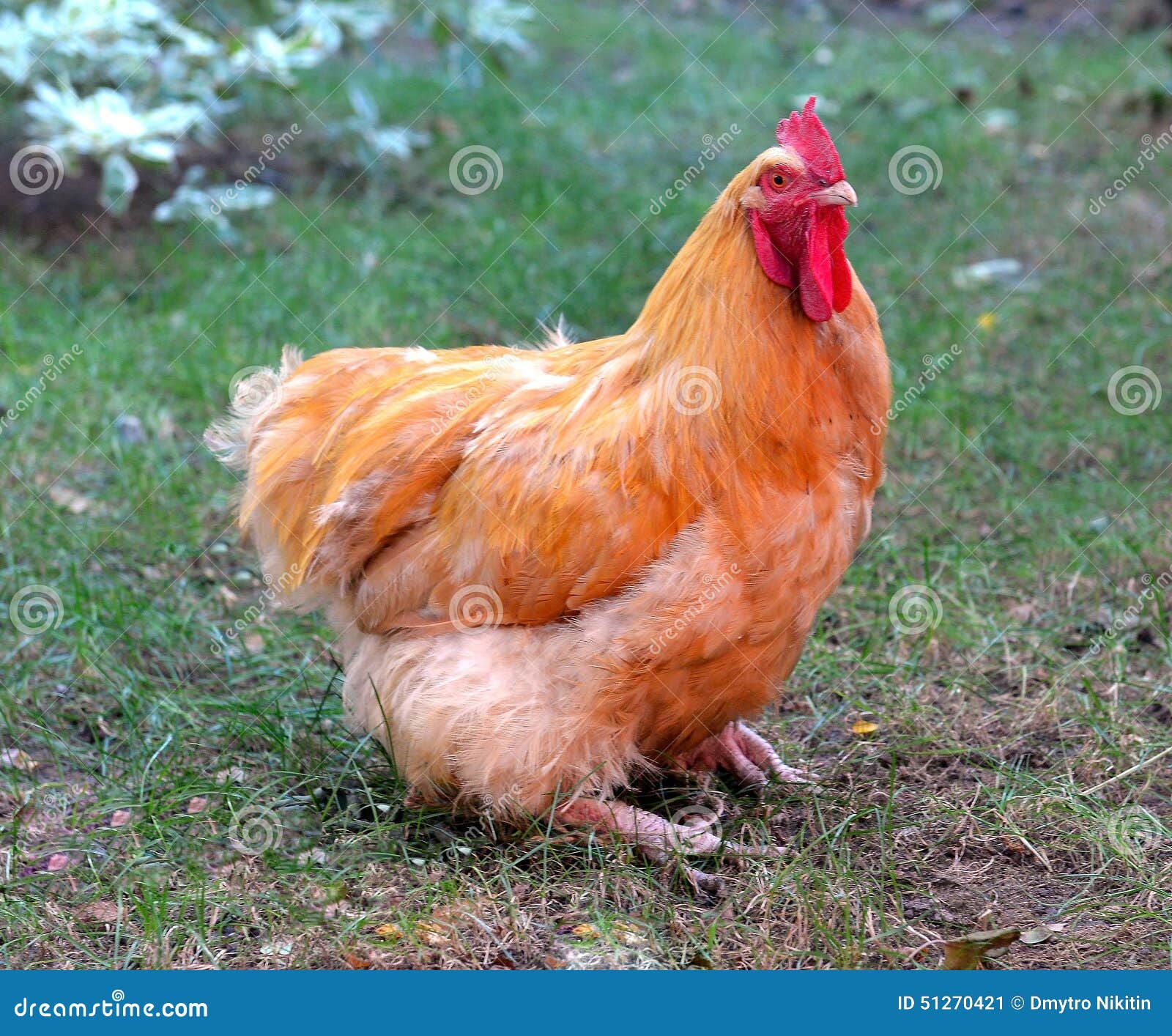 Yellow chicken stock image. Image of chick, cage, farm - 51270421