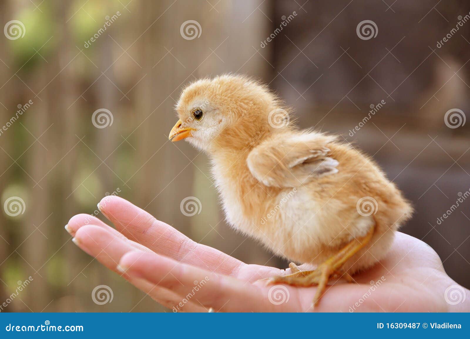 Yellow chicken on a hand stock image. Image of hand, small - 16309487