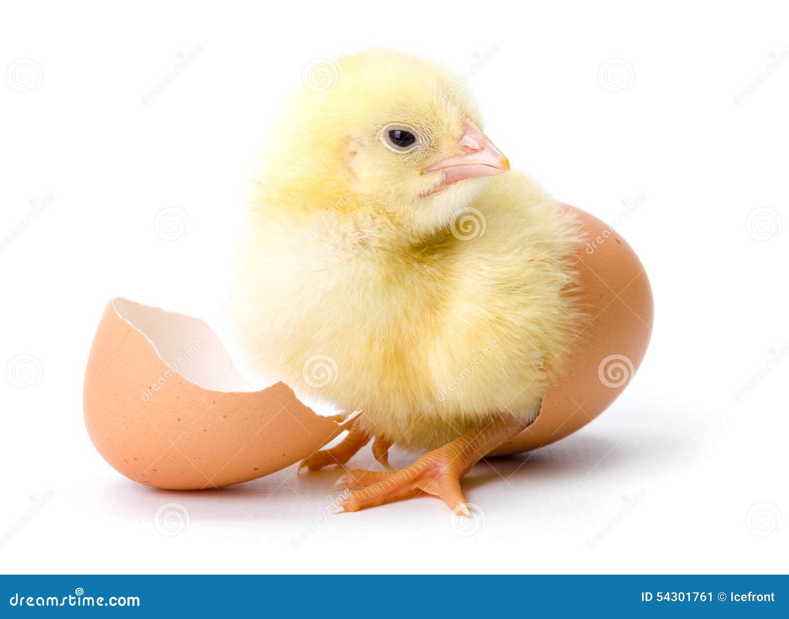Yellow Chicken Hatching from Egg Stock Image - Image of chick, lone ...