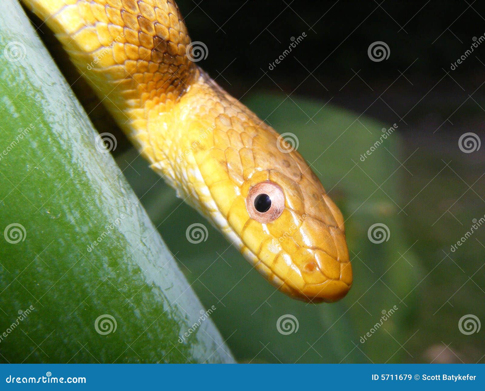 Snake Chicken Eater Royalty-Free Stock Photo | CartoonDealer.com #53145327