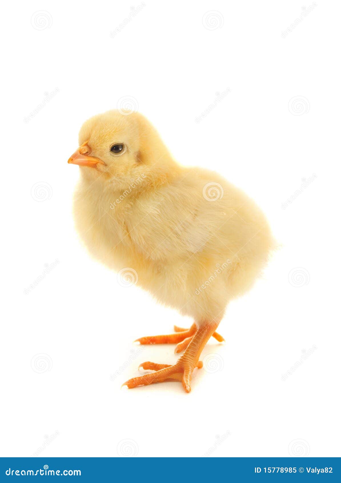 Yellow Chicken Plushie Doll Isolated On White Background With Shadow ...
