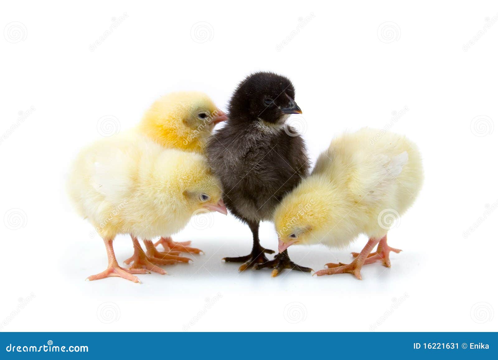 Yellow chickens stock image. Image of little, color, chick - 16221631