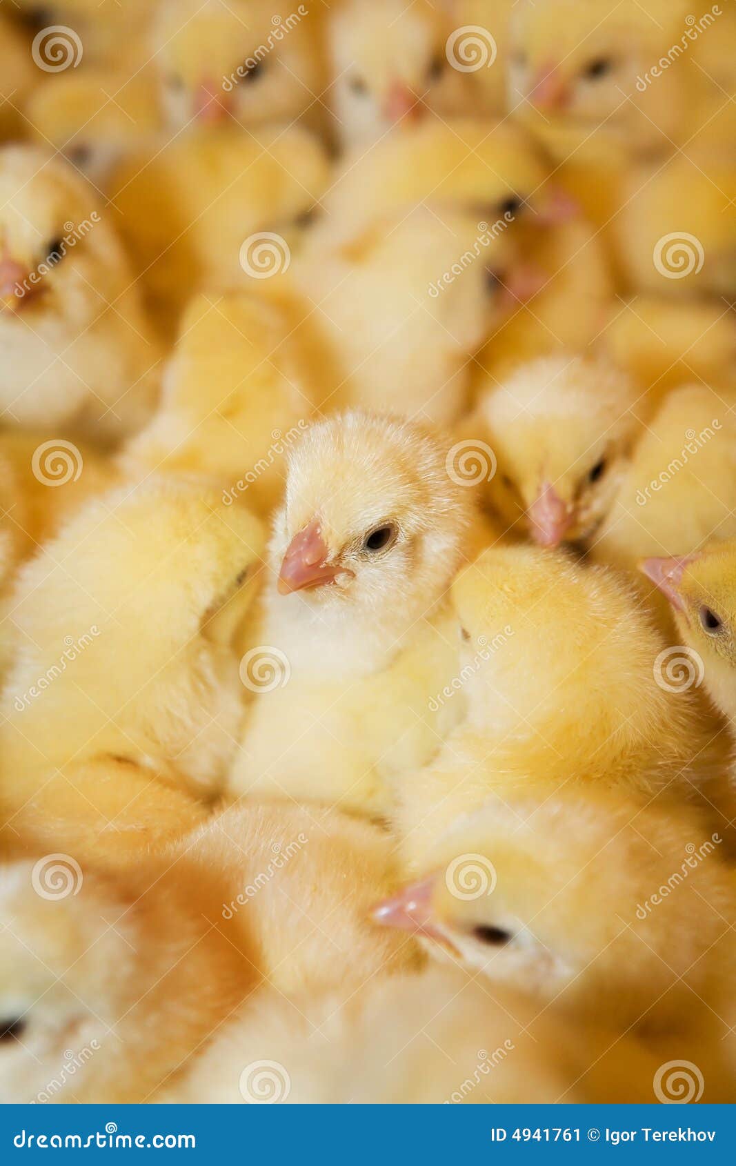 Yellow chickens stock image. Image of bird, avian, fluffy - 4941761