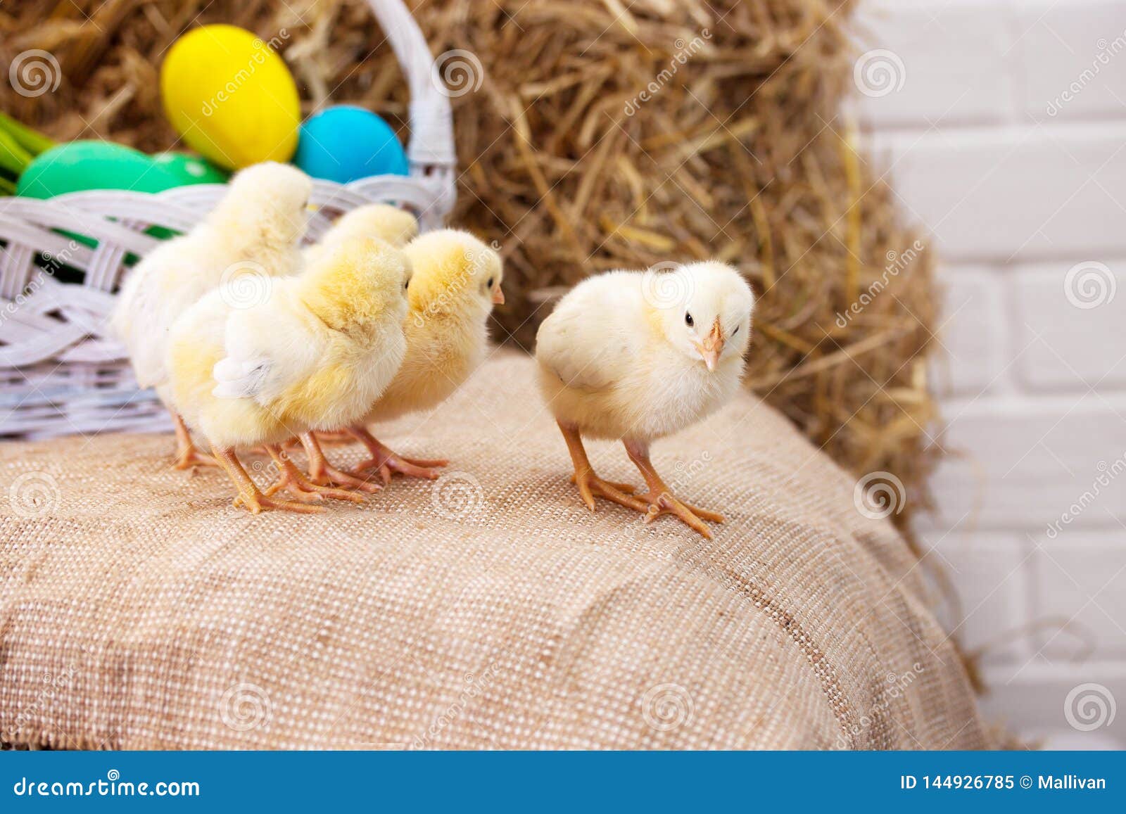 Yellow Chickens in Colorful Easter Decorations Stock Image - Image of ...