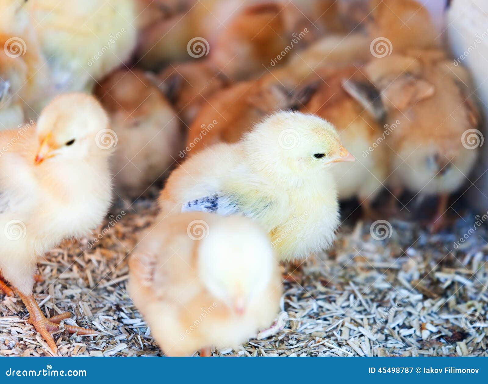 Yellow chickens in farm stock image. Image of newborn - 45498787