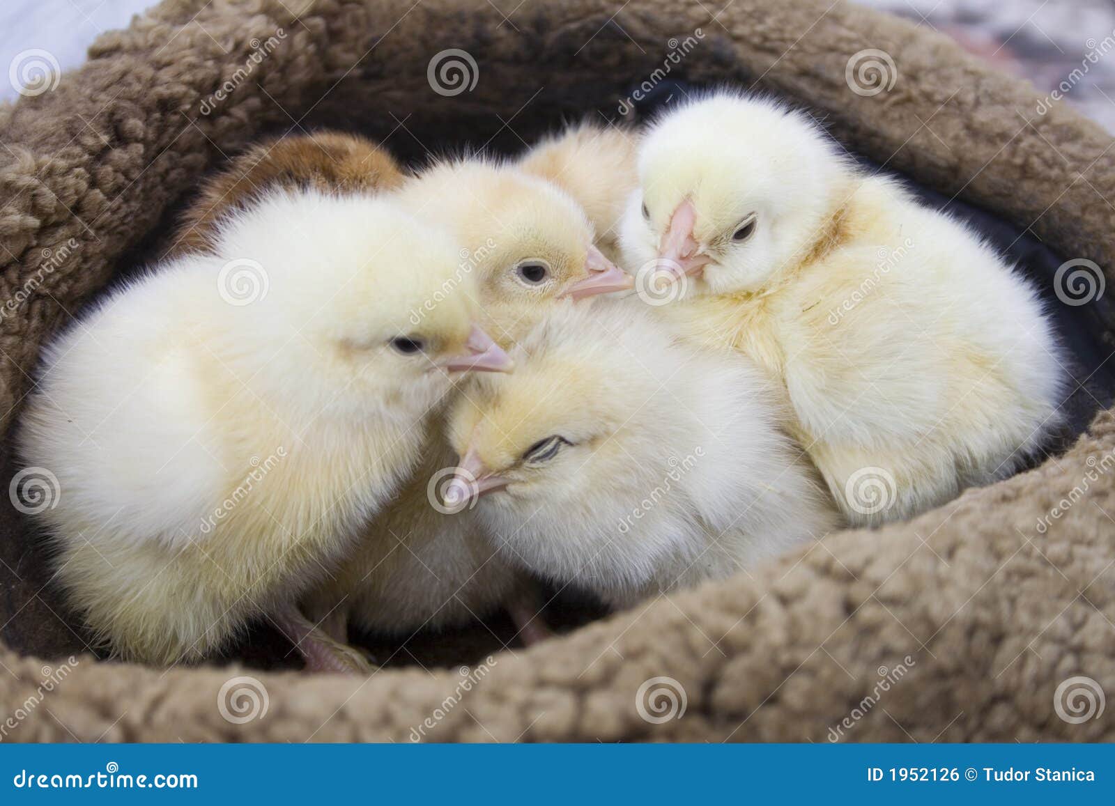 Yellow chicks on a hat stock photo. Image of springtime - 1952126
