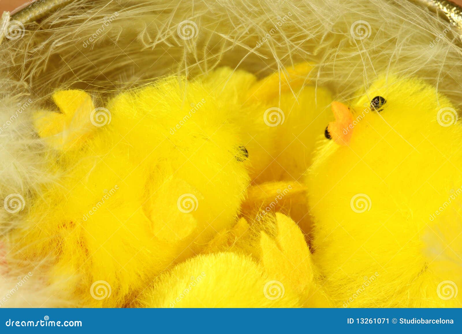 Yellow chicks in nest stock image. Image of wings, nestling - 13261071