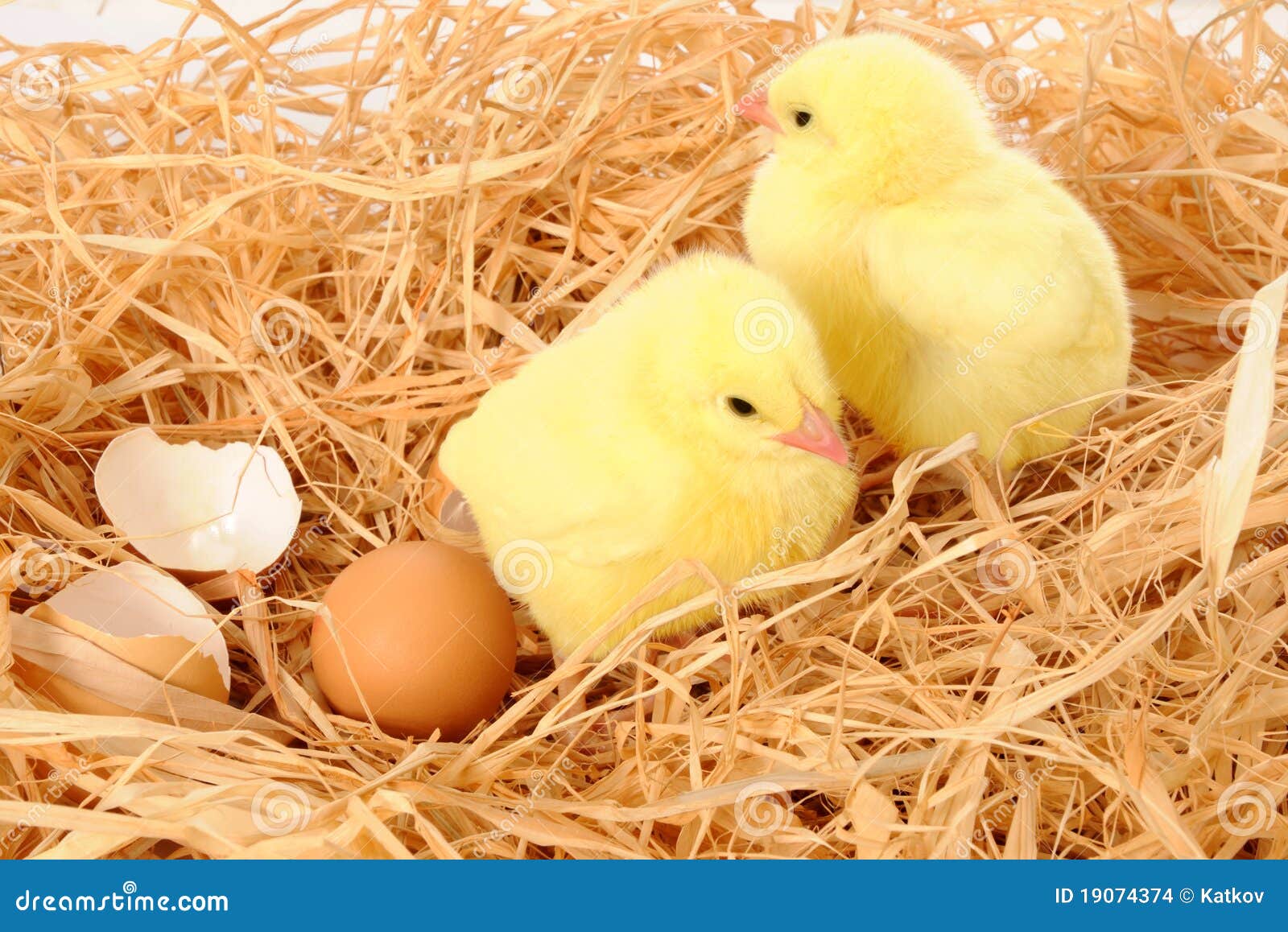 Yellow chicks in nest stock photo. Image of farm, chicken - 19074374