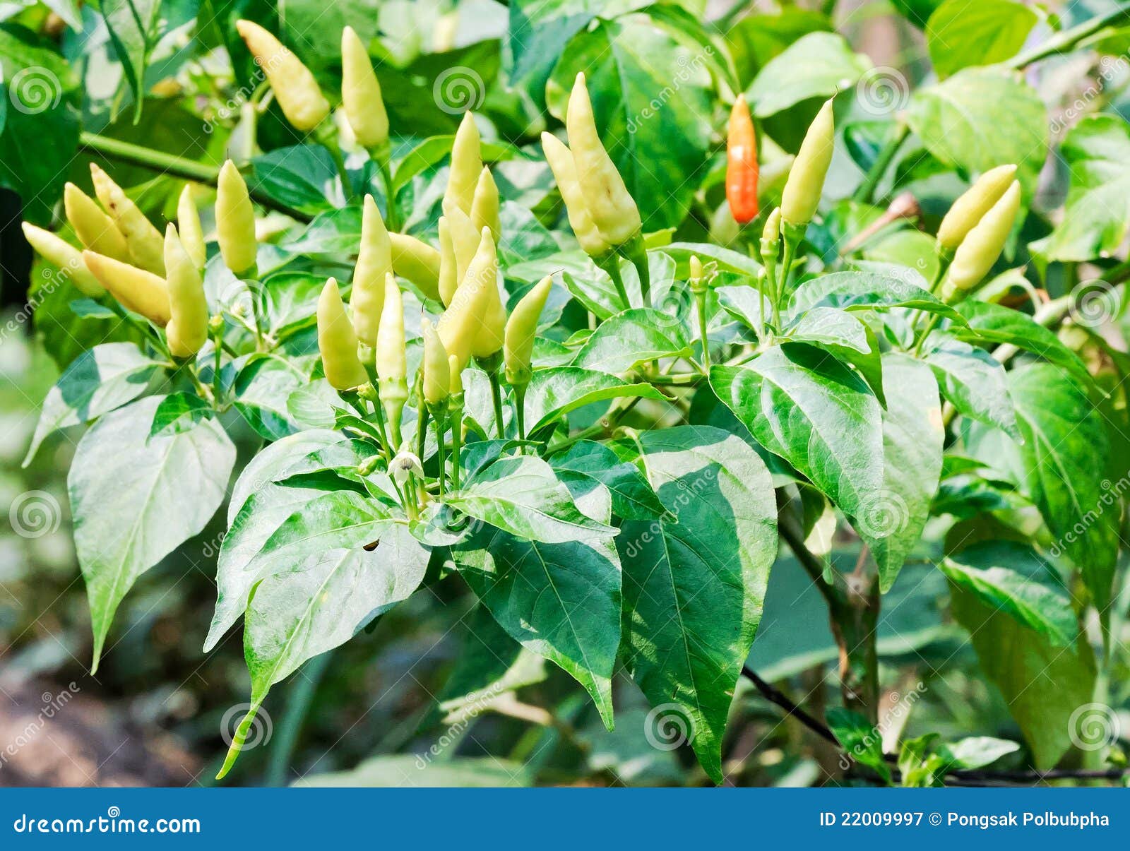 Yellow chili tree stock image. Image of closeup, background - 22009997