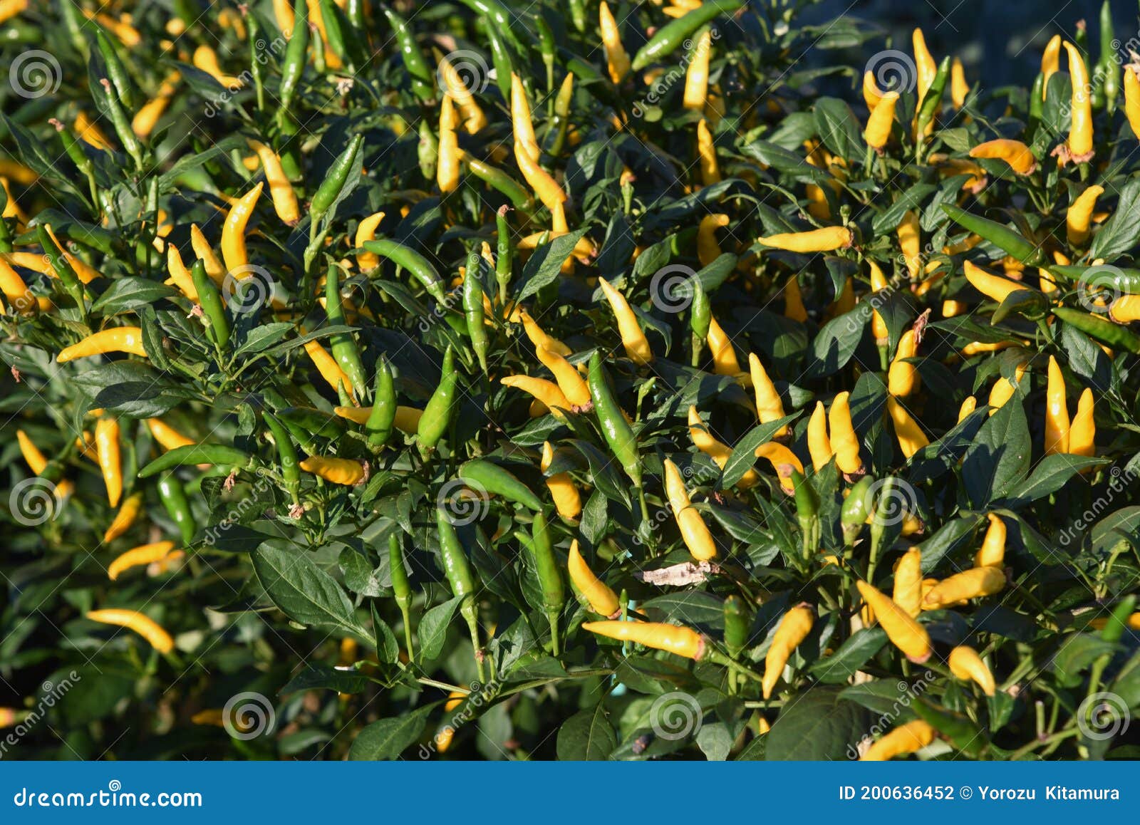 Yellow Chilli Pepper Cultivation Stock Photo - Image of leaf ...