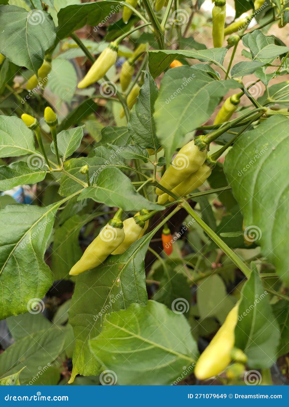 Yellow chillis stock image. Image of gardening, food - 271079649