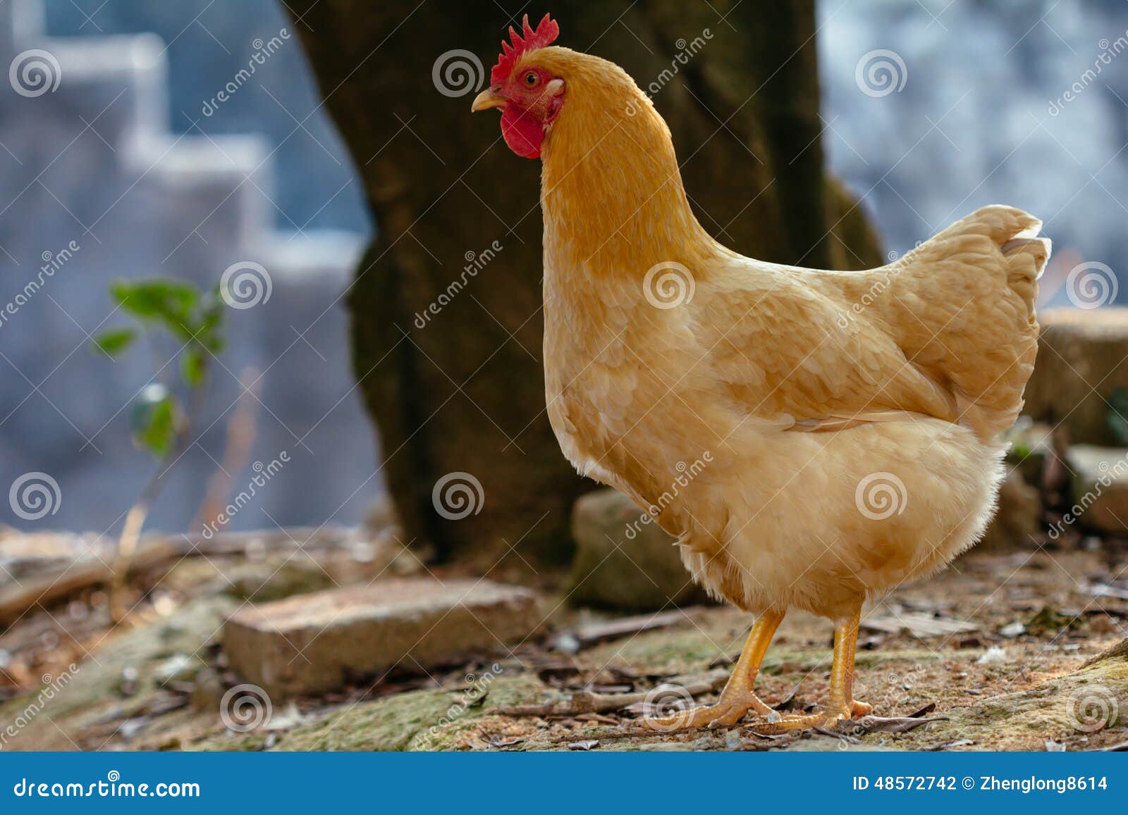 Yellow chooks stock photo. Image of domestic, singing - 48572742