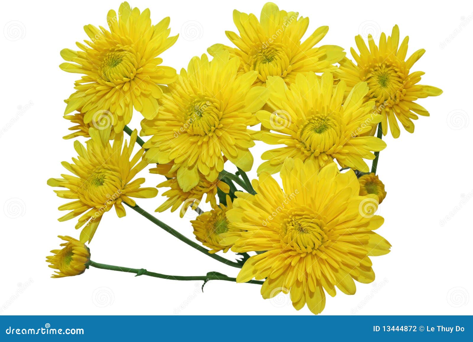 Yellow Chrysanthemum stock photo. Image of arrangement - 13444872