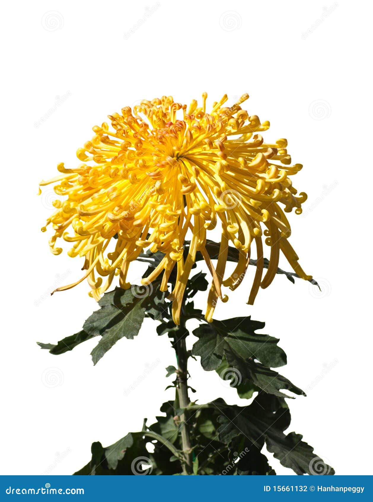 Yellow Chrysanthemum stock photo. Image of asian, background - 15661132