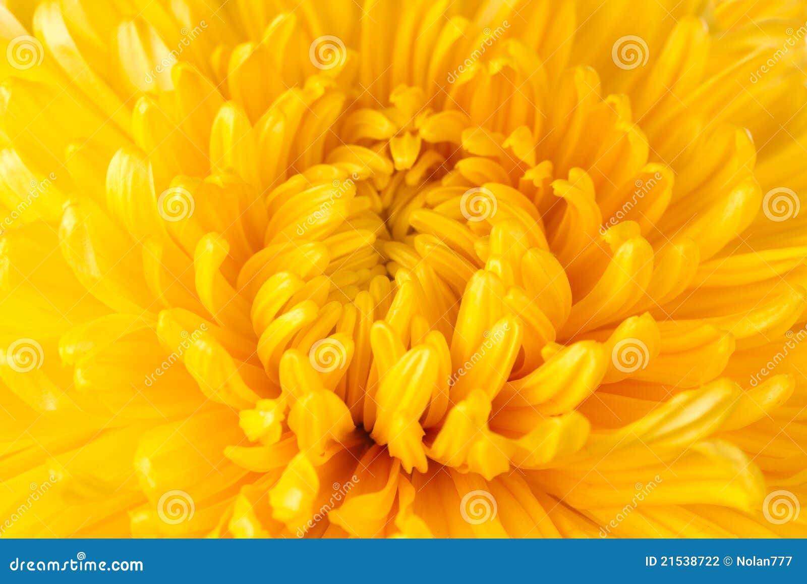 Yellow chrysanthemum stock photo. Image of beauty, floral - 21538722