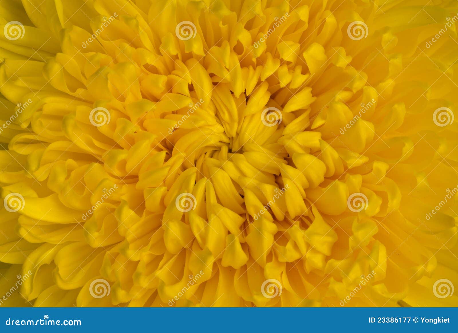 Yellow chrysanthemum stock image. Image of garden, outdoor - 23386177