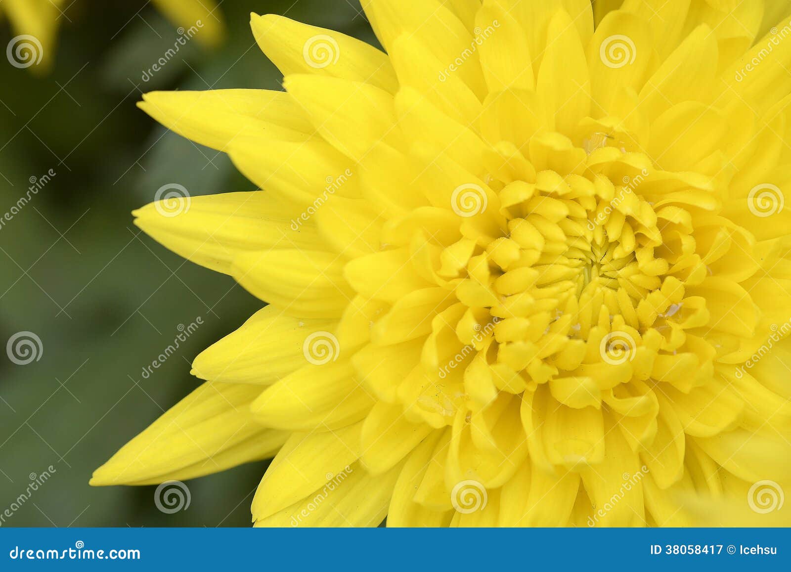 Yellow Chrysanthemum stock image. Image of double, floral - 38058417