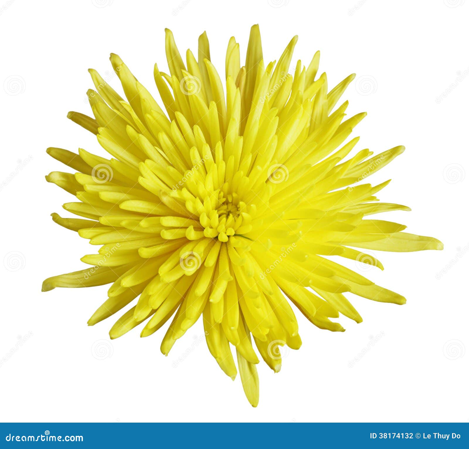 Yellow Chrysanthemum stock photo. Image of isolated, design - 38174132