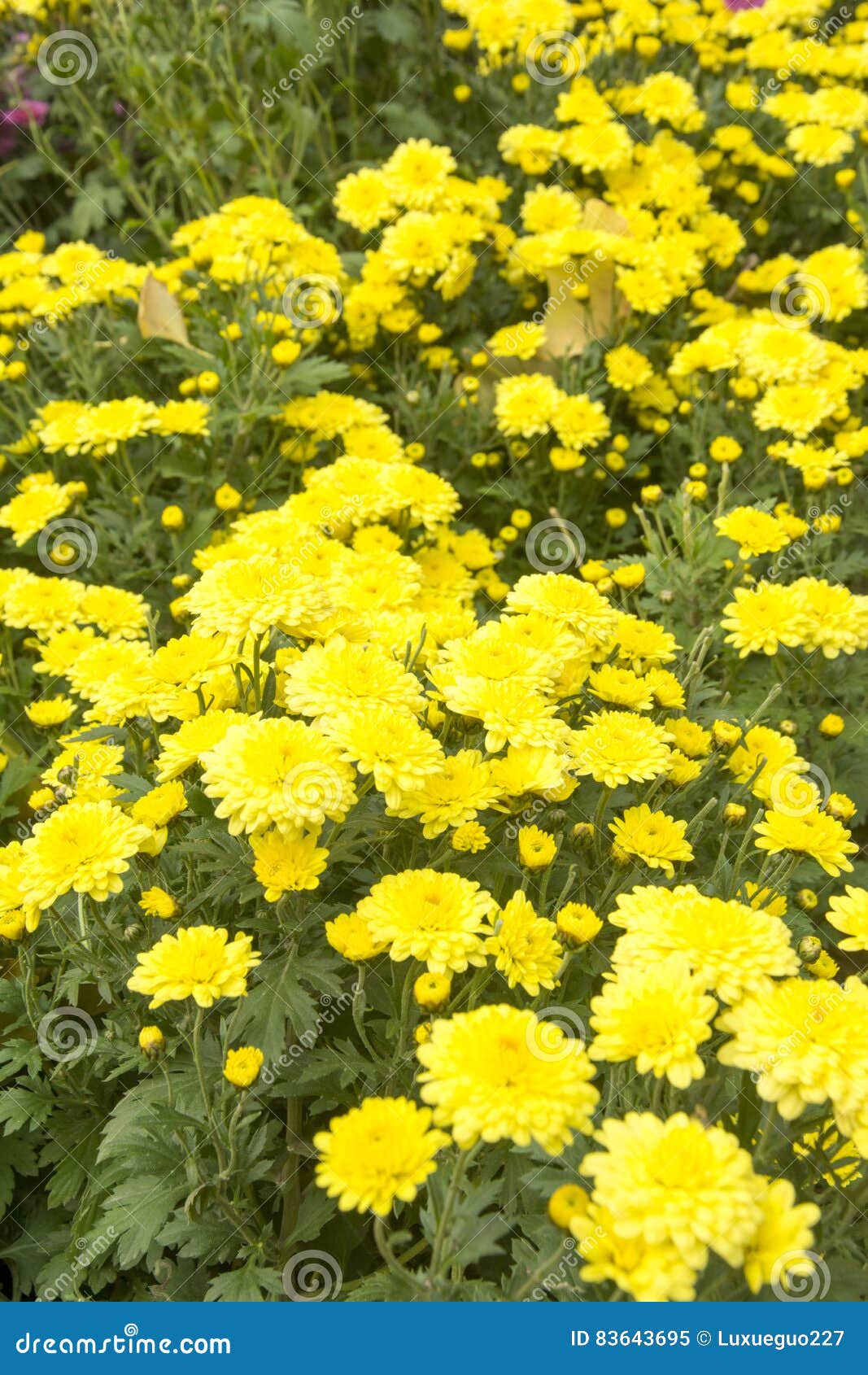 Yellow chrysanthemum stock image. Image of autumn, website - 83643695