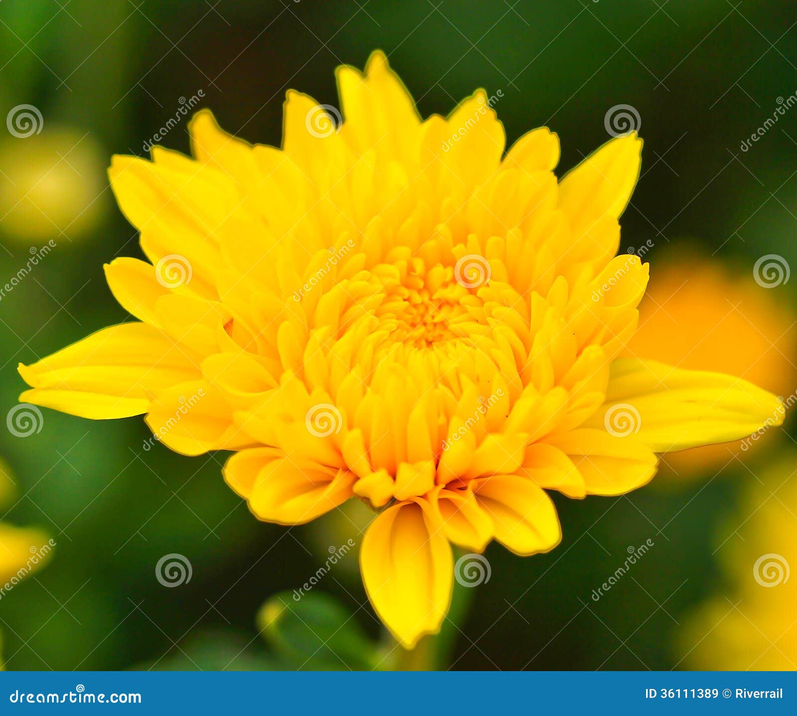 Yellow chrysanthemum stock image. Image of green, flower - 36111389