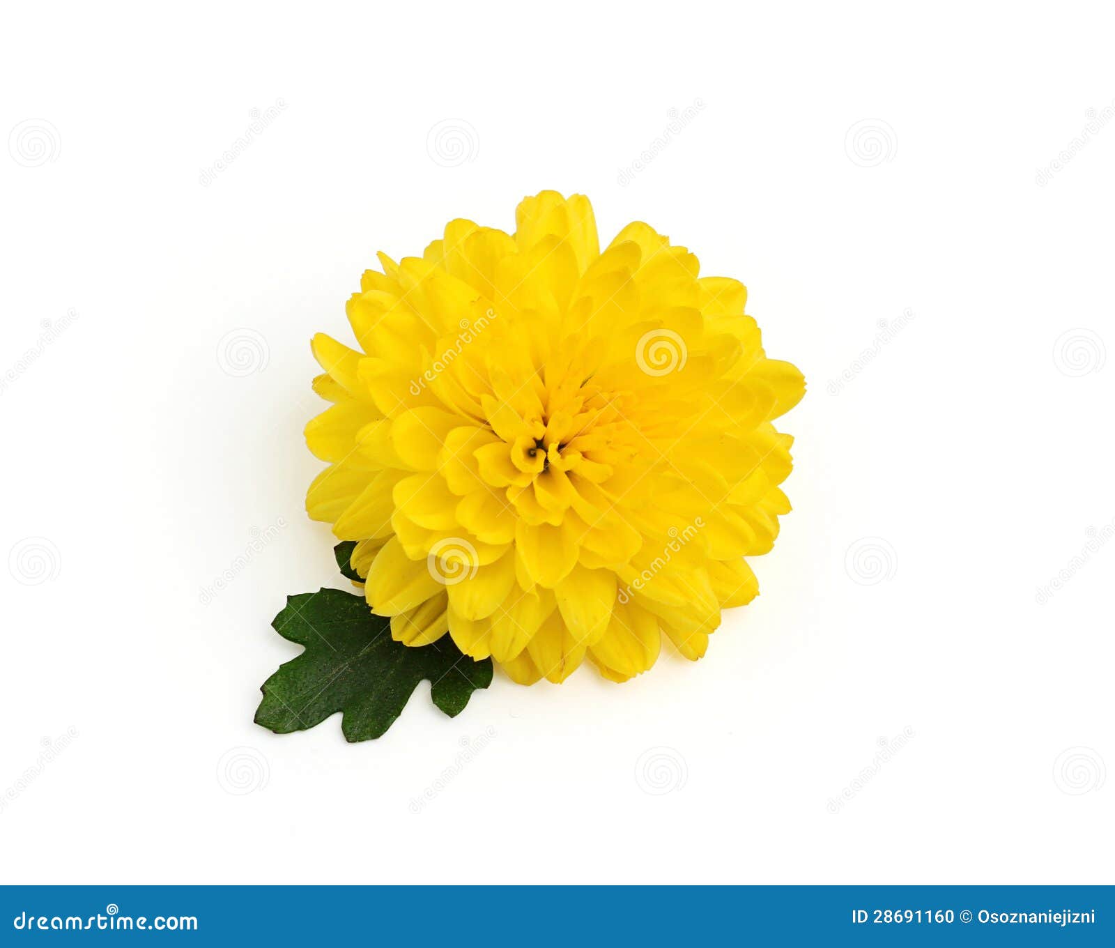Yellow Chrysanthemum Flower Stock Photo - Image of beautiful, fresh ...