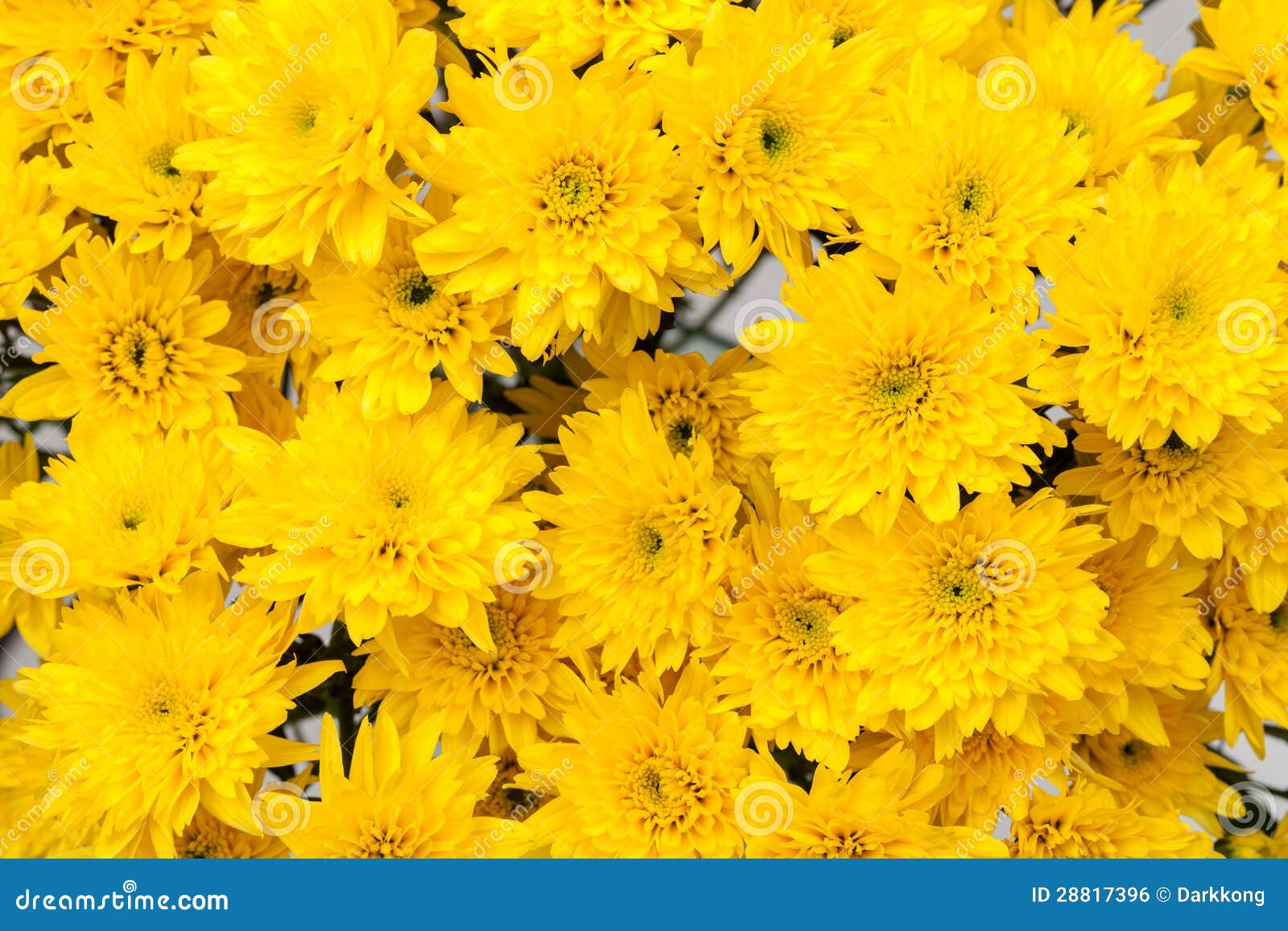 Yellow Chrysanthemum Flower Stock Photo - Image of macro, arrangement ...