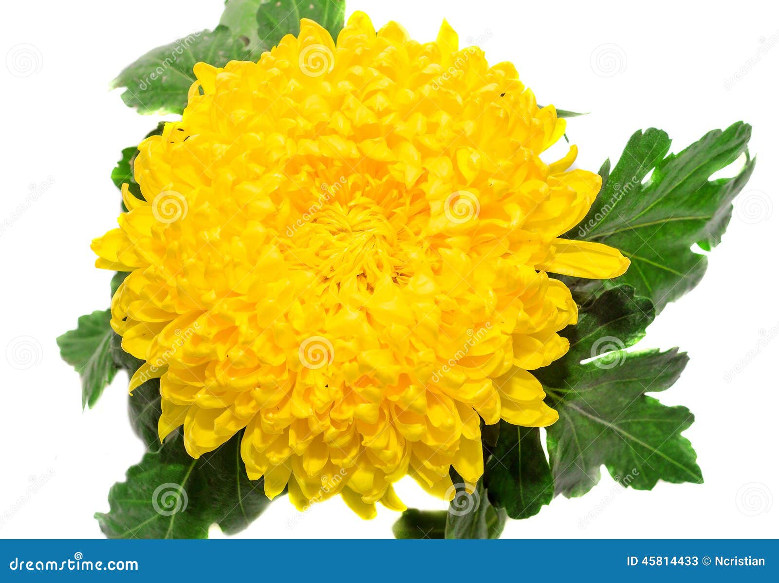 Yellow Chrysanthemum Flower, Close Up Stock Image - Image of closeup ...
