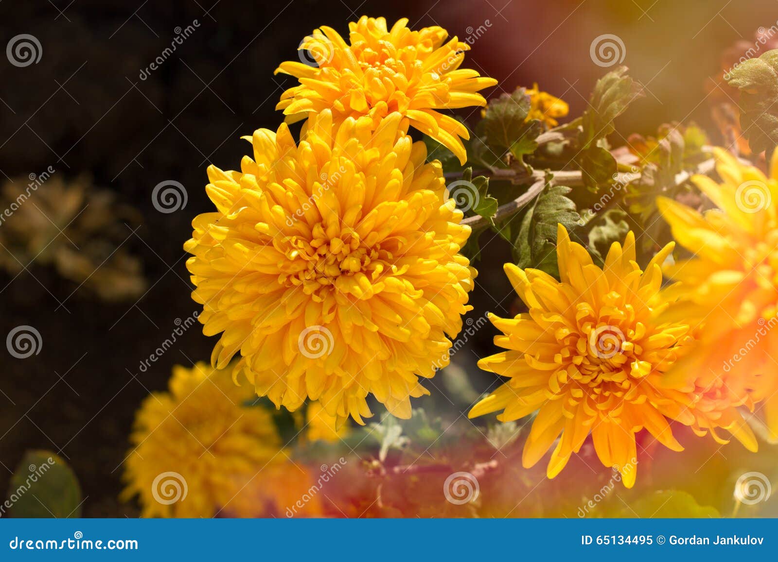 Yellow chrysanthemum stock image. Image of flora, backlit - 65134495