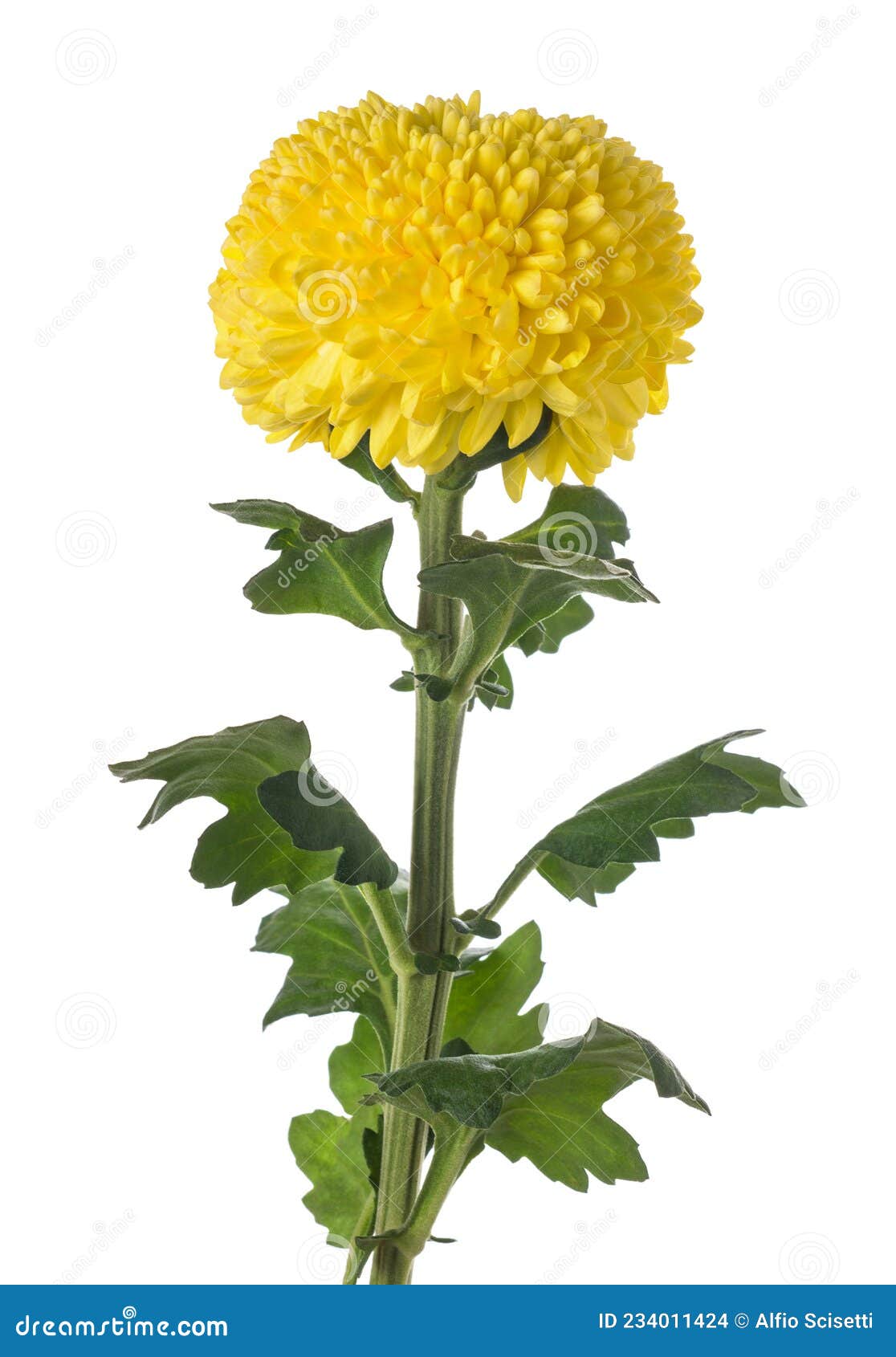 Yellow Chrysanthemum Flower Stock Photo - Image of plant, head: 234011424