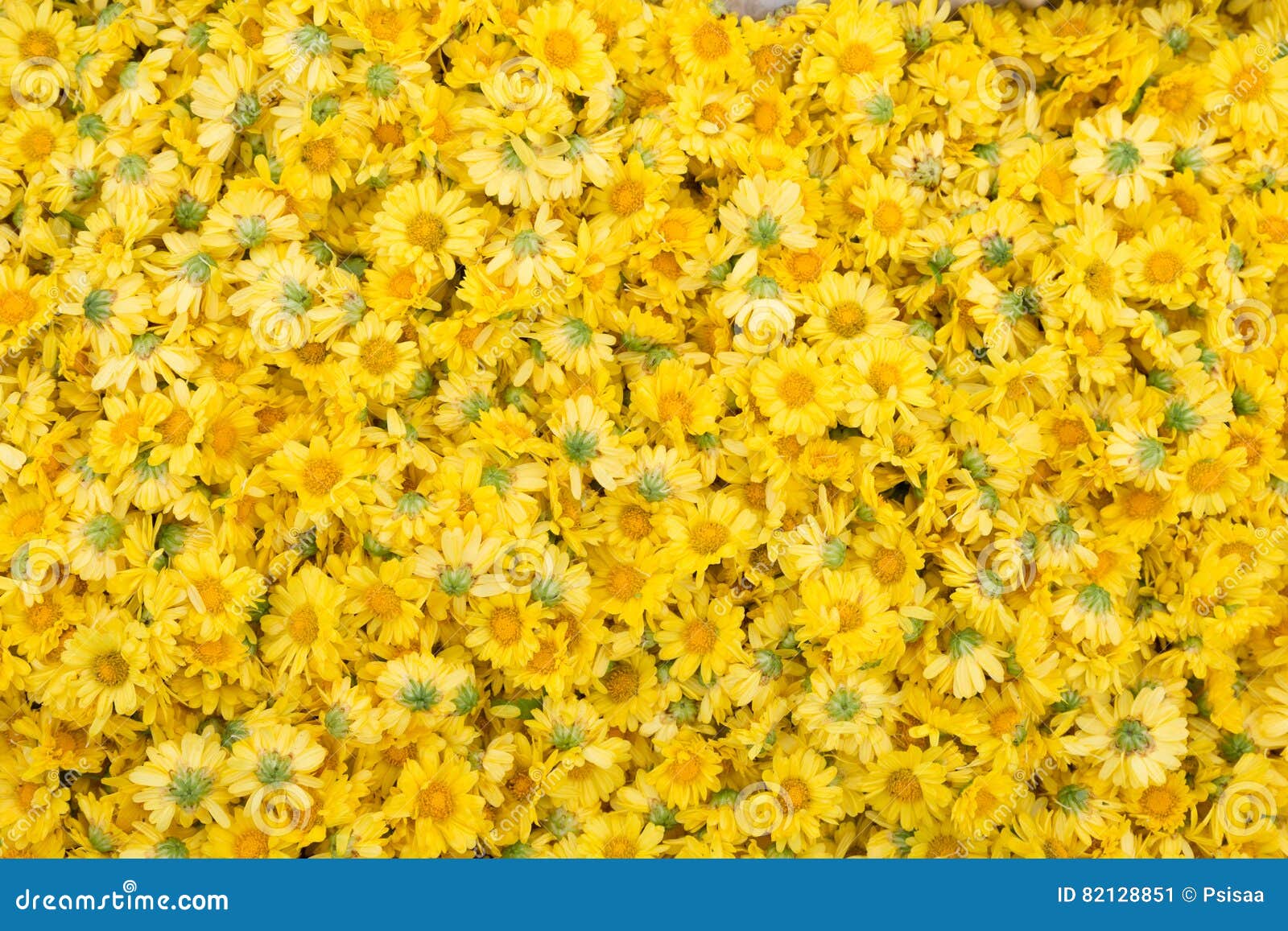 Yellow Chrysanthemum Flower for Texture Background Stock Image - Image ...