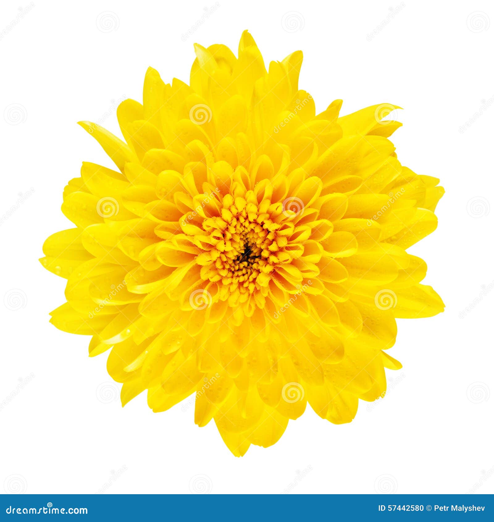 Yellow Chrysanthemum Flower Stock Photo - Image of colorful, closeup ...